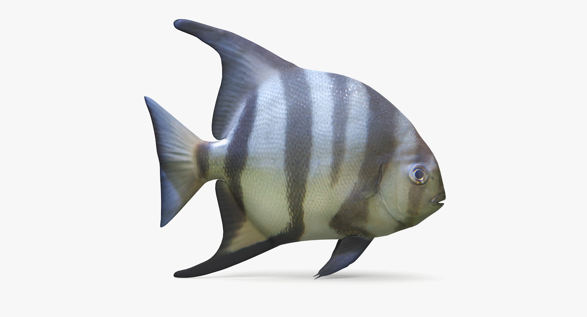 3D Spadefish Pbr - TurboSquid 1465348