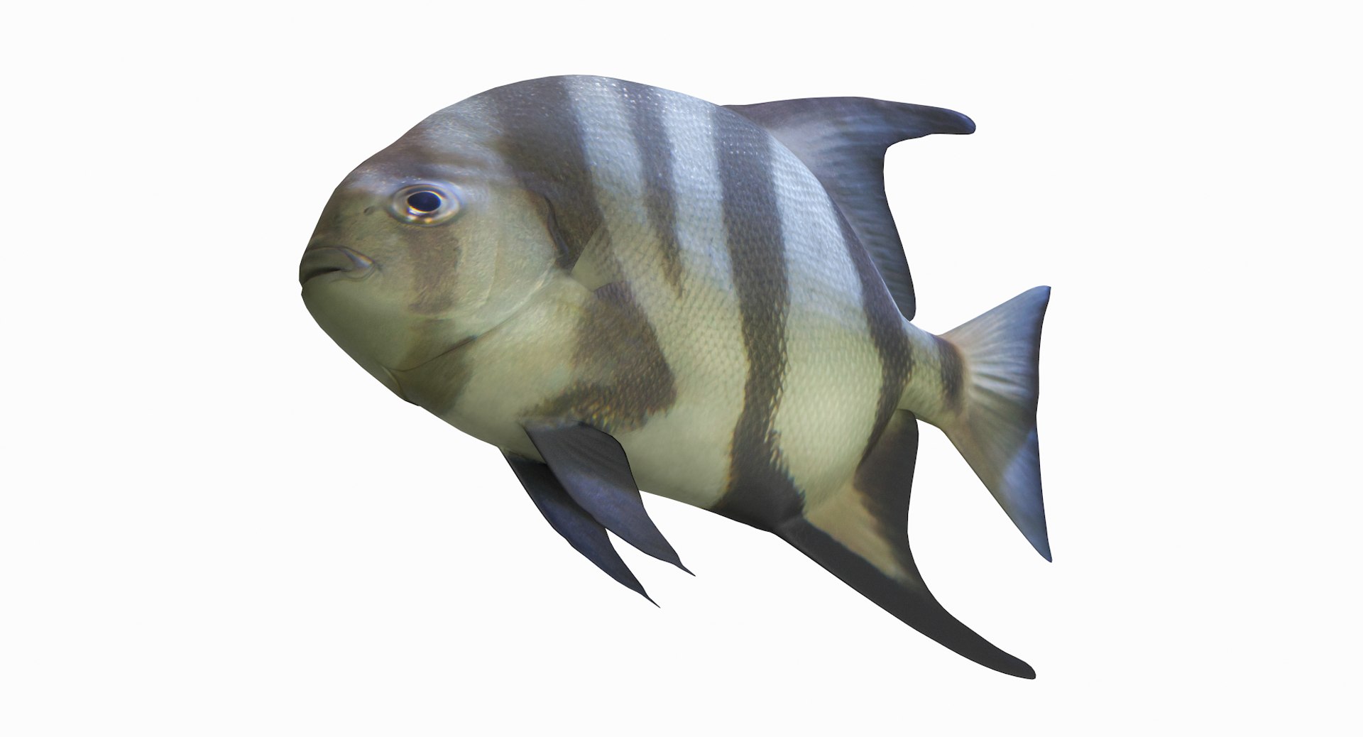 3D Spadefish Pbr - TurboSquid 1465348