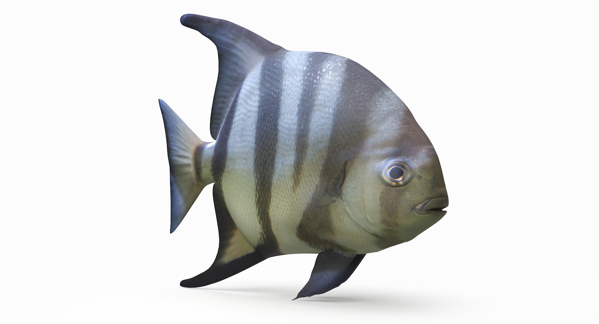 3D Spadefish Pbr - TurboSquid 1465348