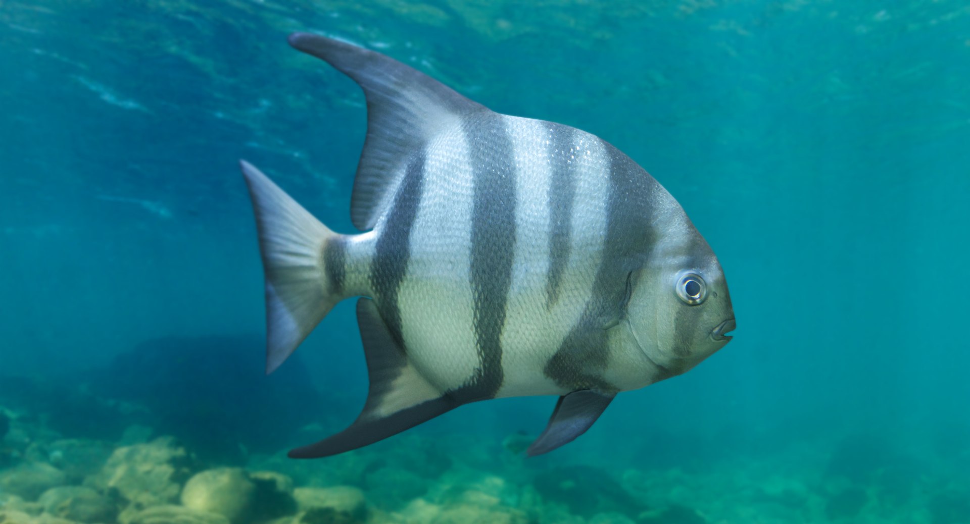 3D Spadefish Pbr - TurboSquid 1465348