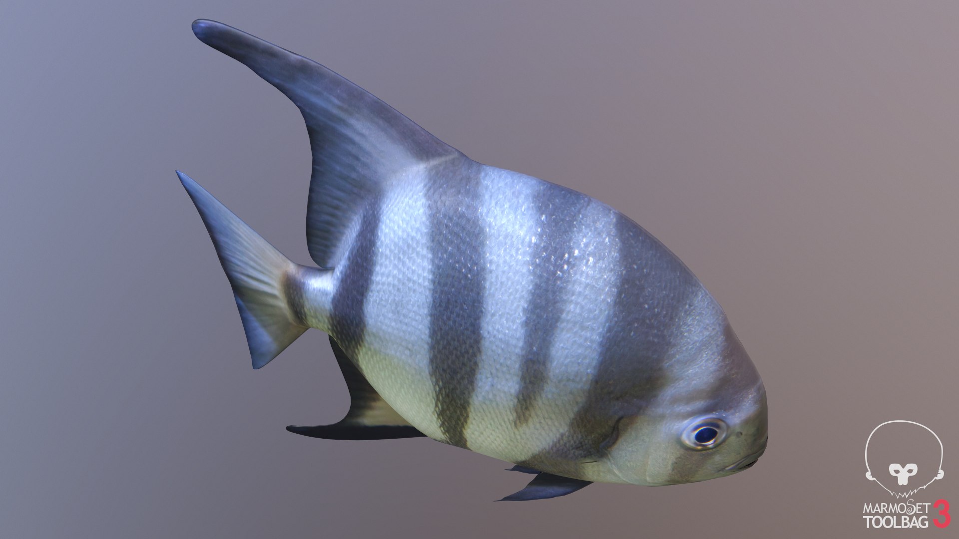 3D Spadefish Pbr - TurboSquid 1465348