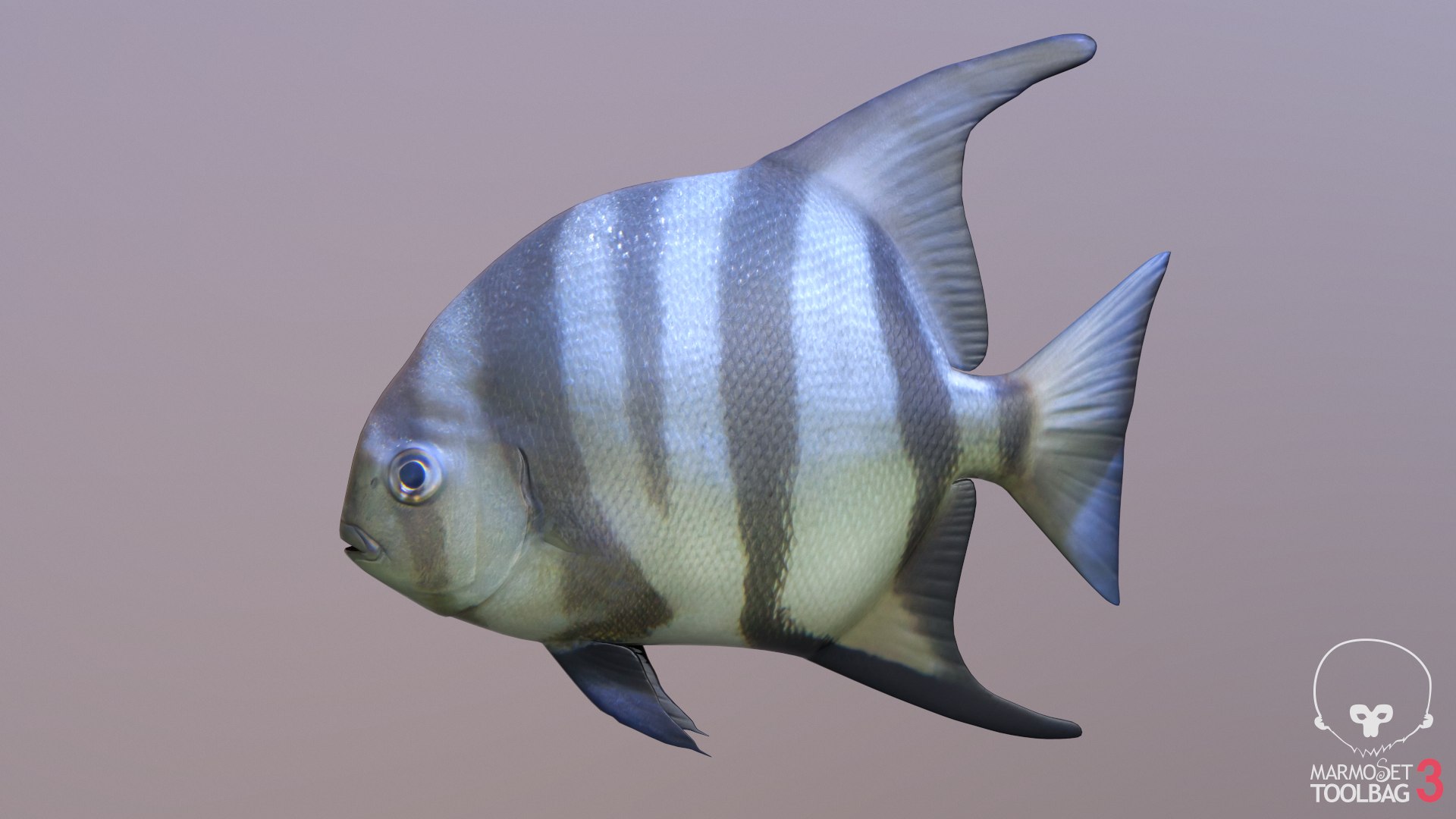 3D Spadefish Pbr - TurboSquid 1465348