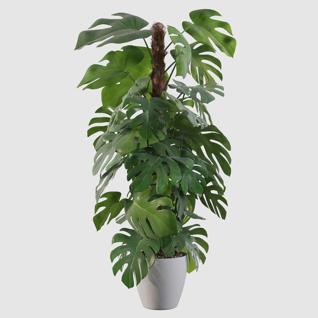 3D Monstera - TurboSquid 1624128