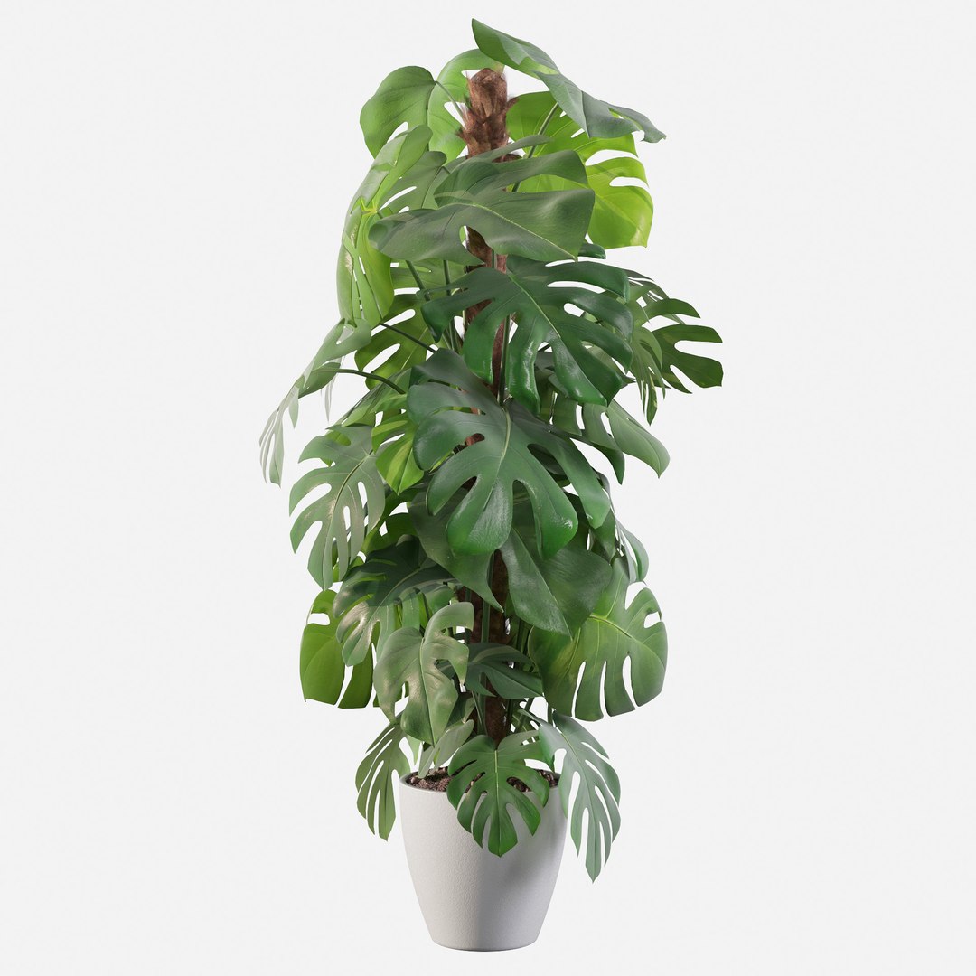 3D Monstera - TurboSquid 1624128