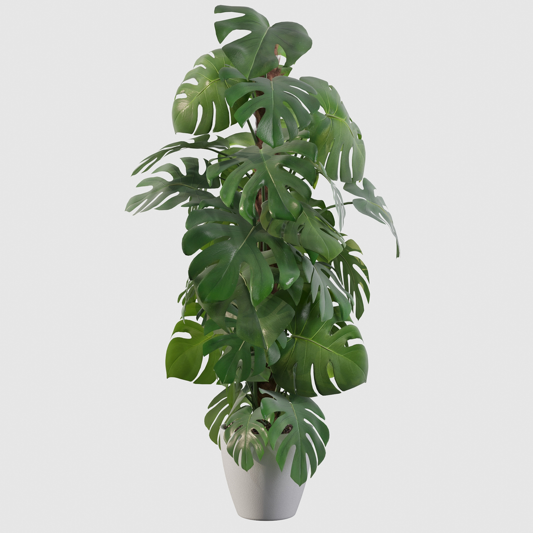3D Monstera - TurboSquid 1624128