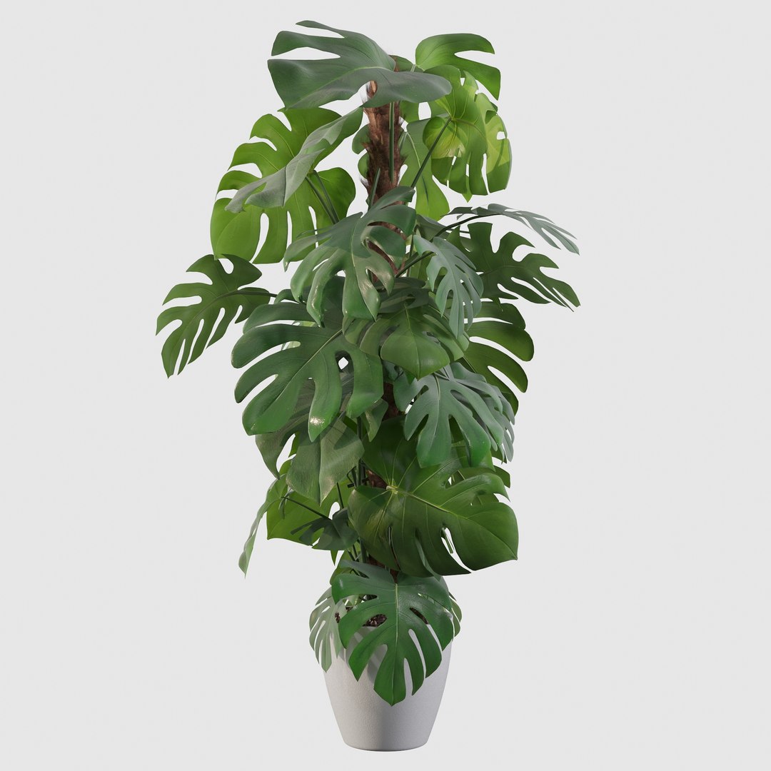 3D Monstera - TurboSquid 1624128