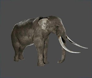 Elephant Blender Models for Download | TurboSquid