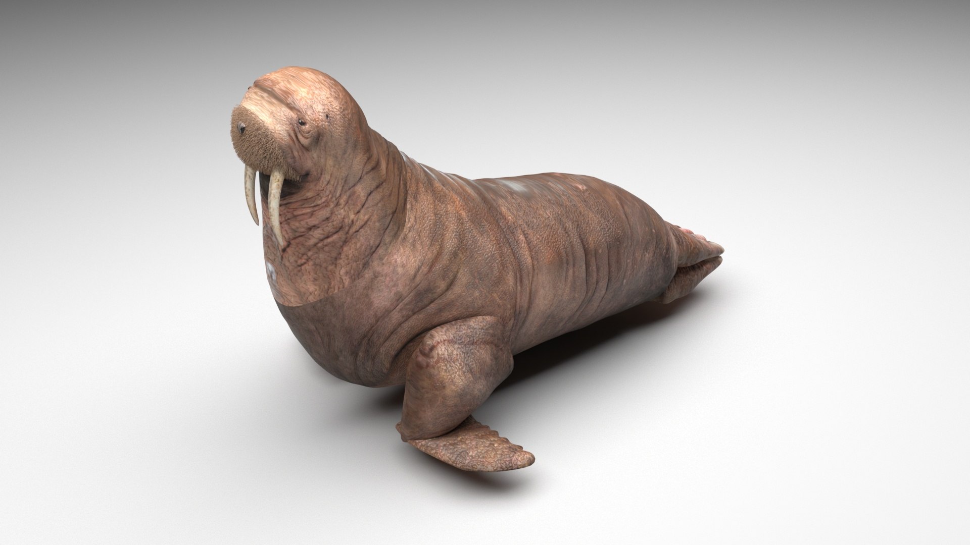Walrus 3D - TurboSquid 1932890
