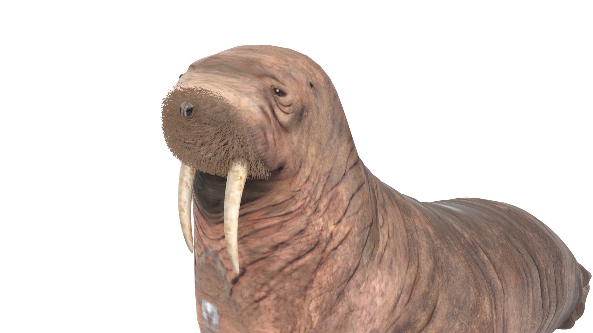 Walrus 3D - TurboSquid 1932890