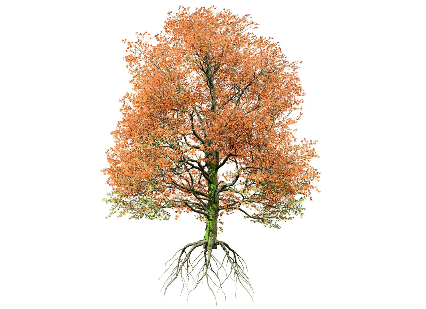 Realistic Bigleaf Maple Tree With Moss 3D Model - TurboSquid 2154119