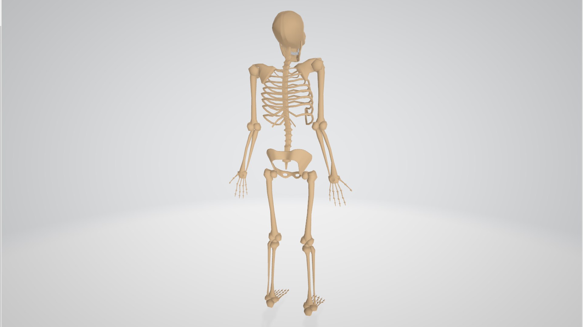 3D Skeleton Halloween Model - TurboSquid 1590797