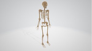 Human Skeleton glTF Models for Download | TurboSquid