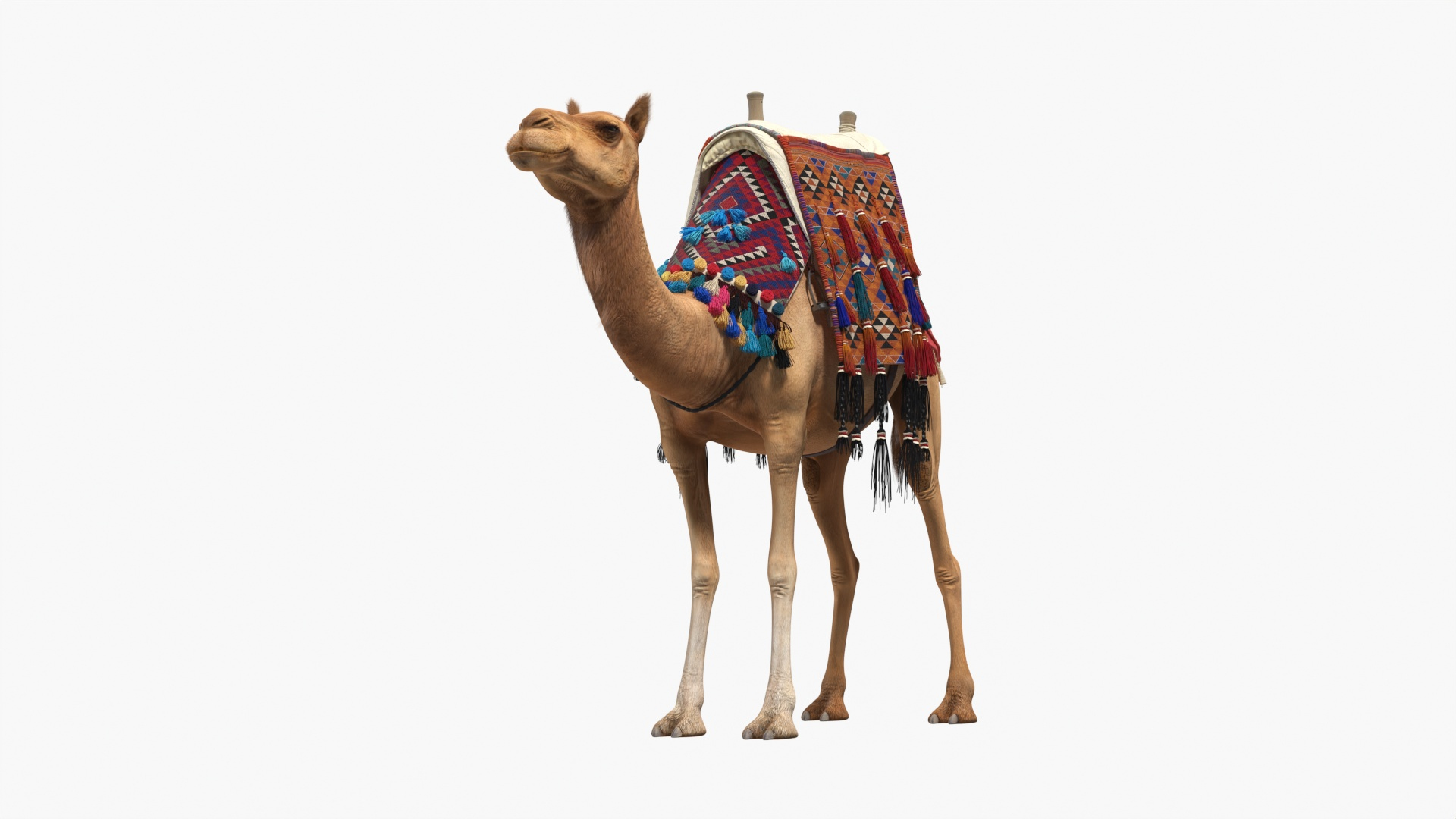 Camel With Decorated Saddle Fur Rigged 3D - TurboSquid 2359123