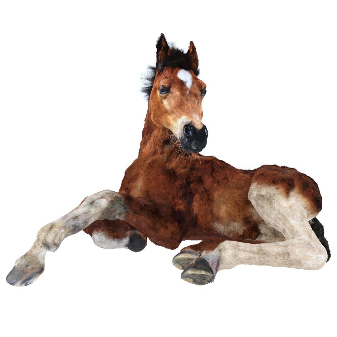 3D Foal - TurboSquid 1225930