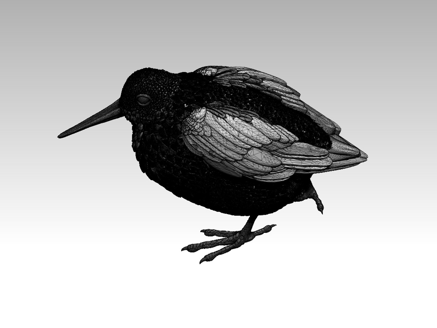 3D Bird Woodcock Model - TurboSquid 2407792