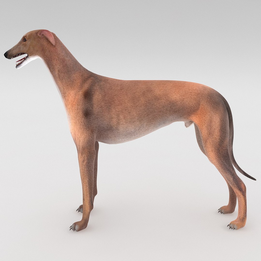 australian greyhound fur 3d max