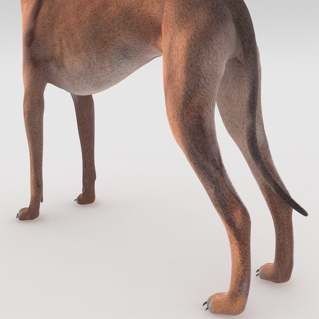 australian greyhound fur 3d max