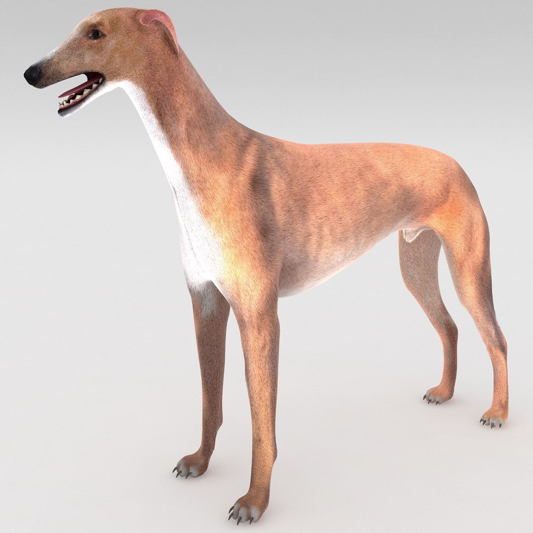 australian greyhound fur 3d max