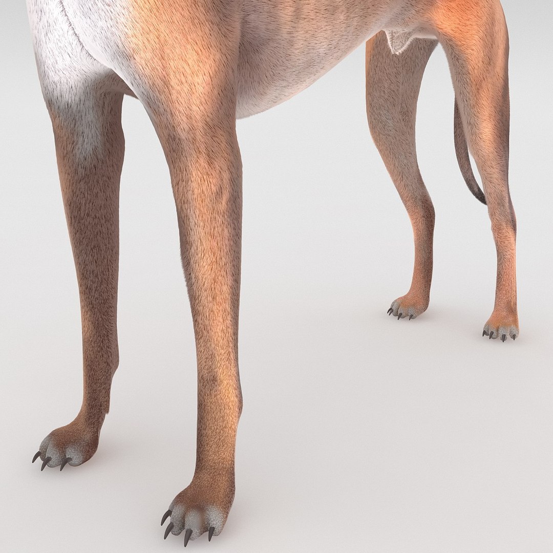 australian greyhound fur 3d max