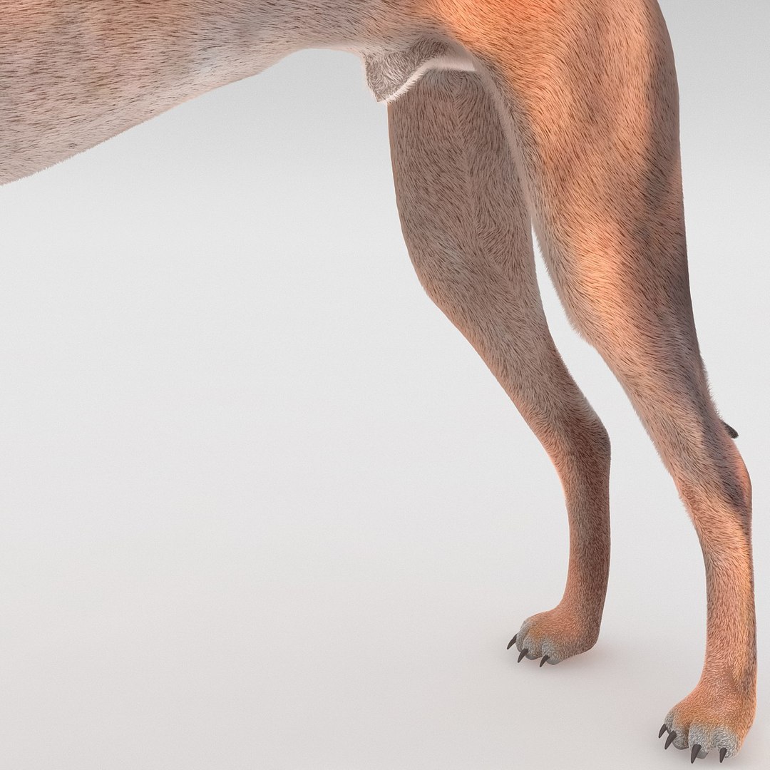 australian greyhound fur 3d max
