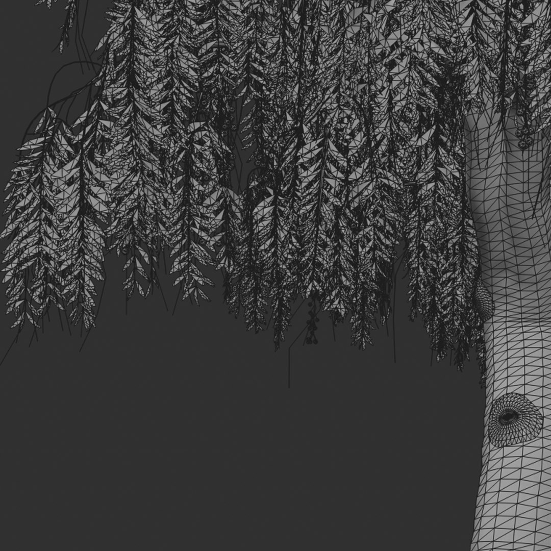 Schinus Molle Or Pink Peppercorn Tree - 1 Tree Model - TurboSquid 2000256