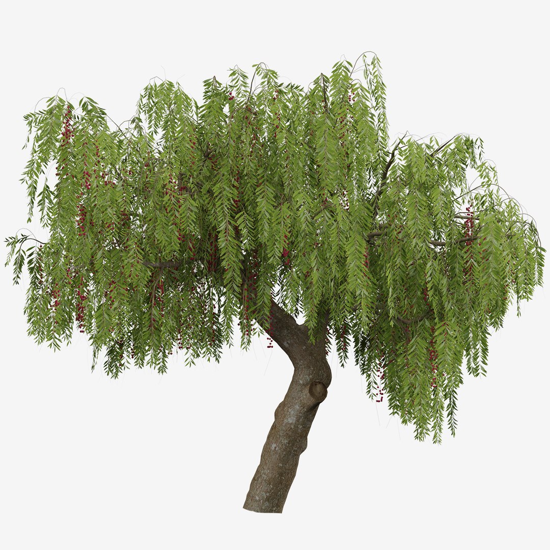Schinus Molle Or Pink Peppercorn Tree - 1 Tree Model - TurboSquid 2000256