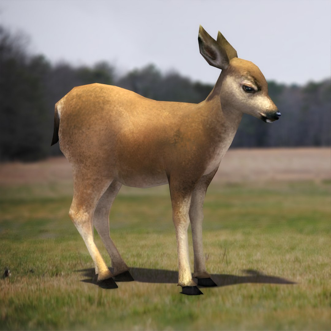 3d Model Deer Fawn