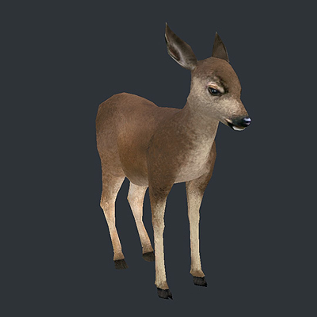 3d Model Deer Fawn