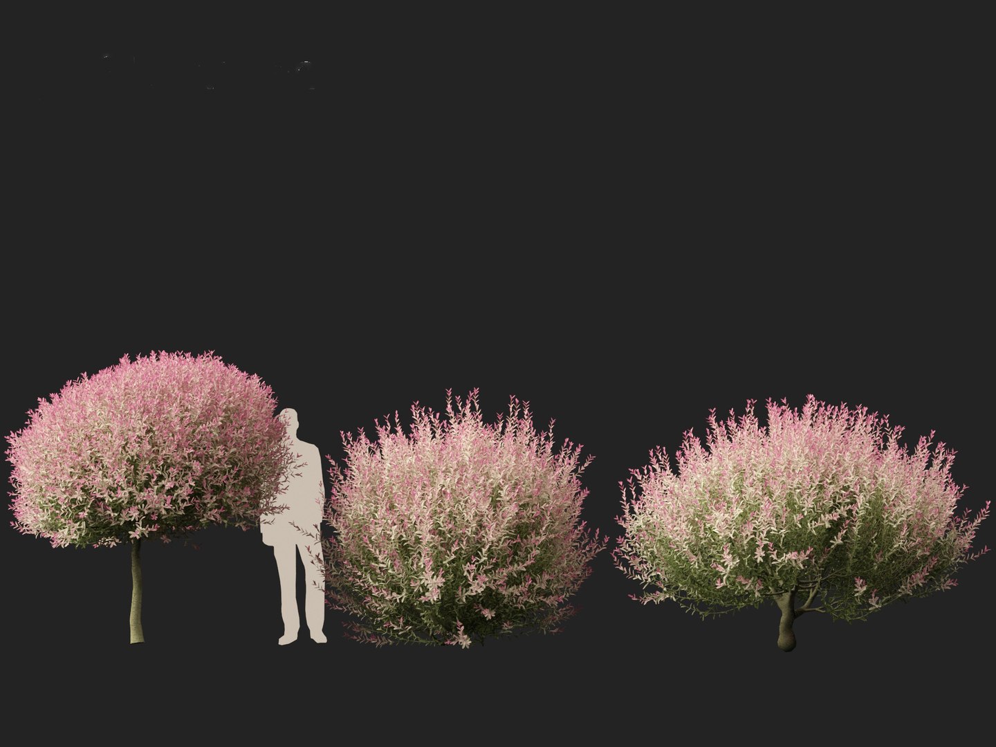 3D Salix Integra Hakuro-nishiki - Dappled Japanese Willow - TurboSquid ...