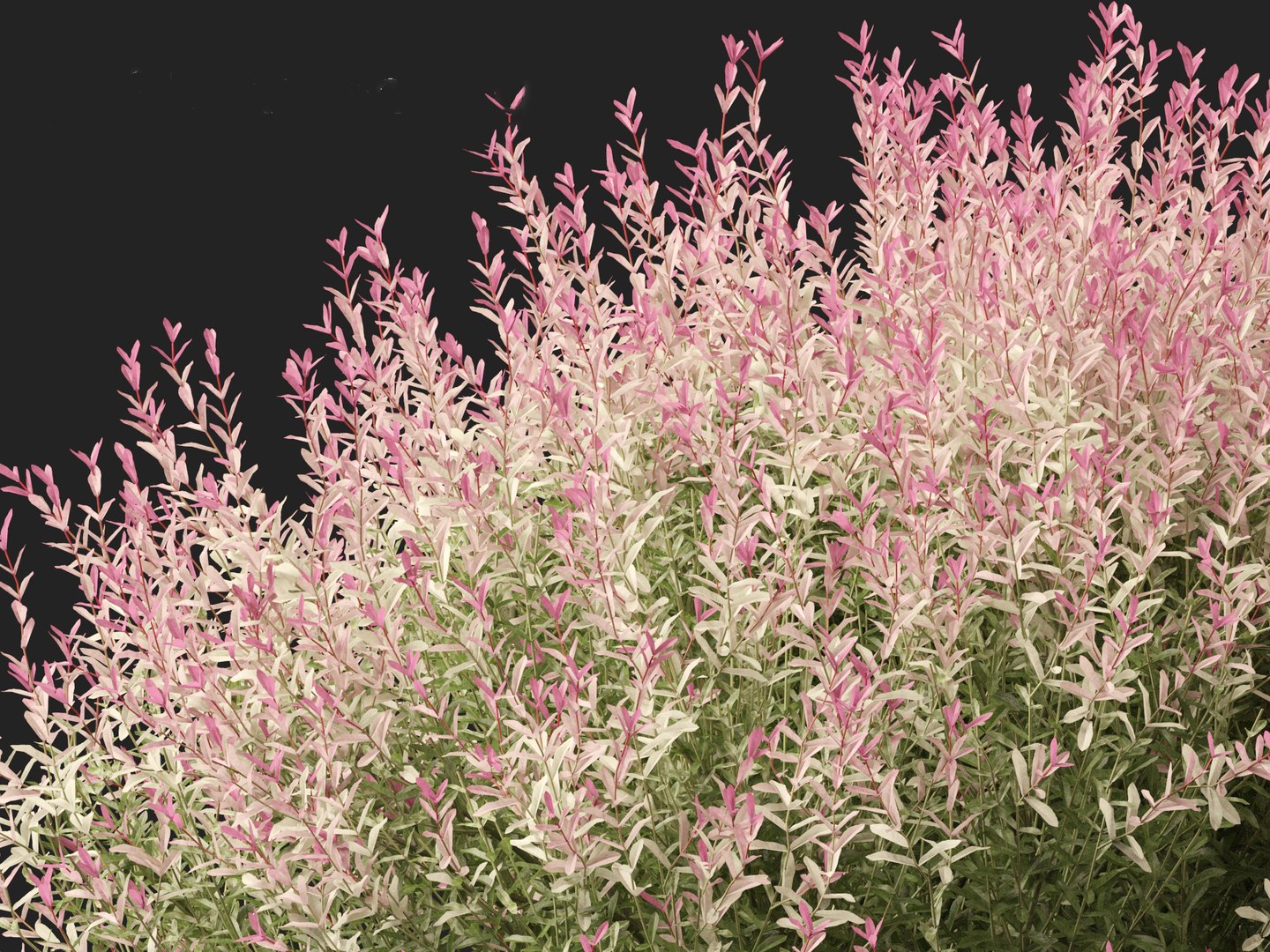 3D Salix Integra Hakuro-nishiki - Dappled Japanese Willow - TurboSquid 2207450
