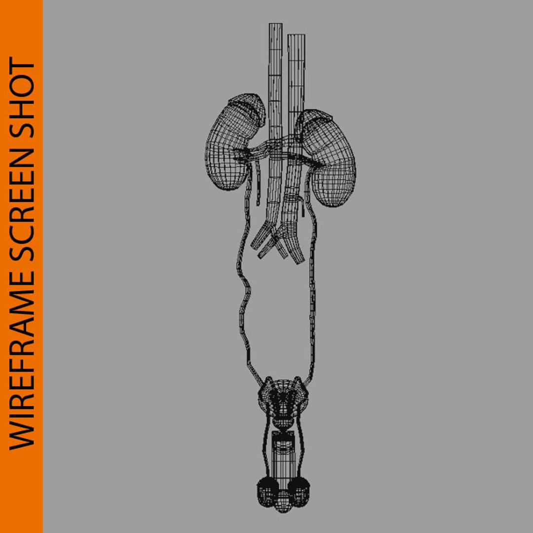 3d Model Human Kidney