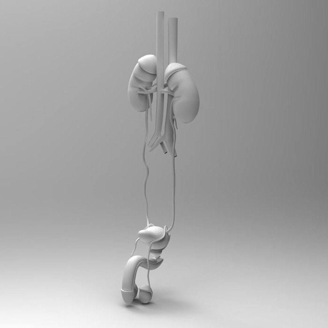 3d Model Human Kidney