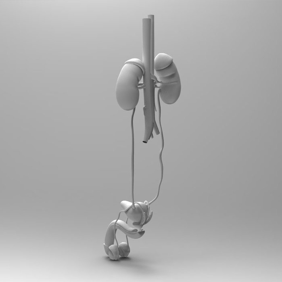 3d Model Human Kidney