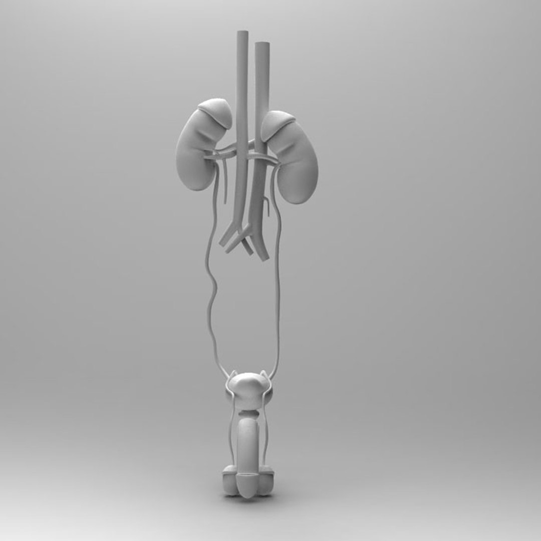 3d Model Human Kidney