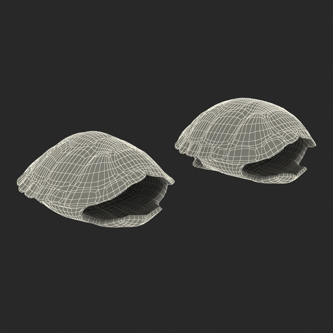 3d turtle shells