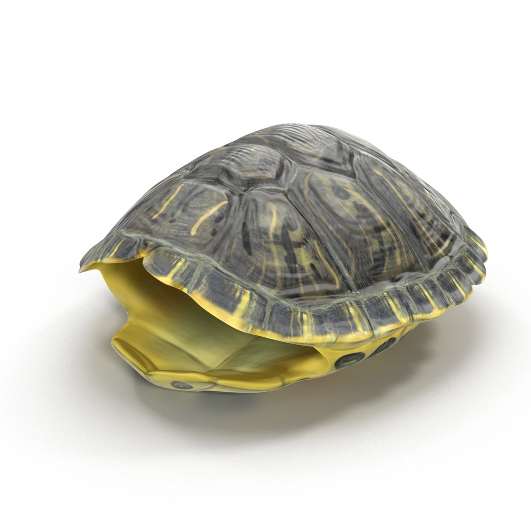 3d Turtle Shells