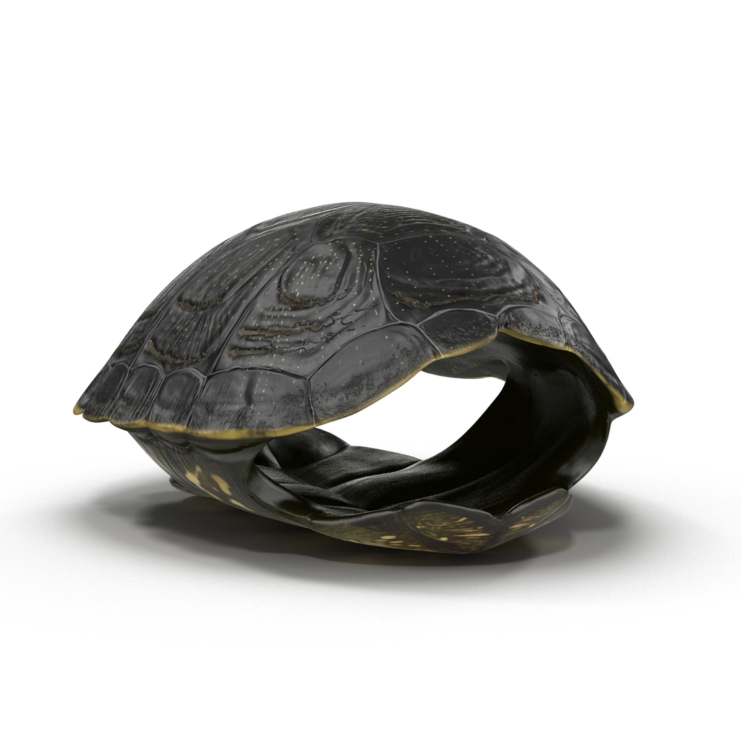 3d Turtle Shells