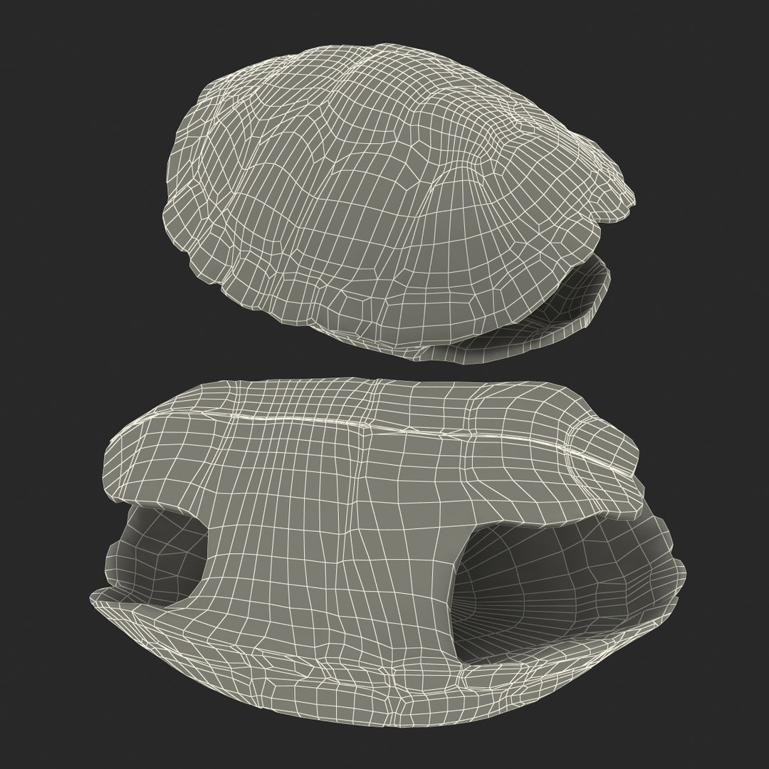 3d turtle shells