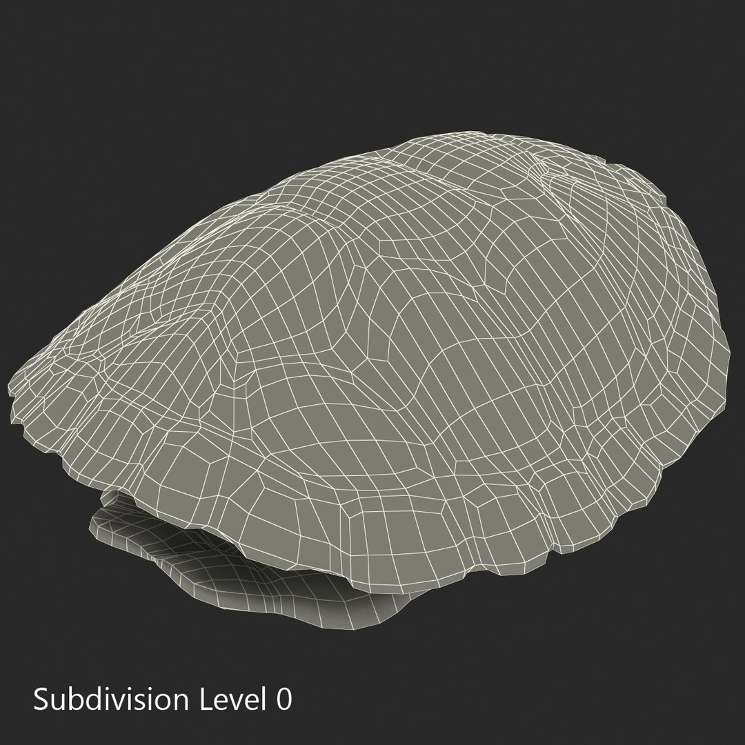 3d turtle shells