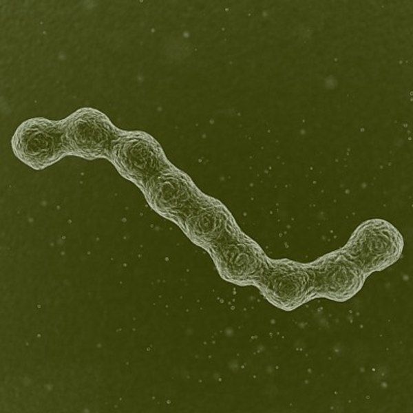 max microscopic parasite 1