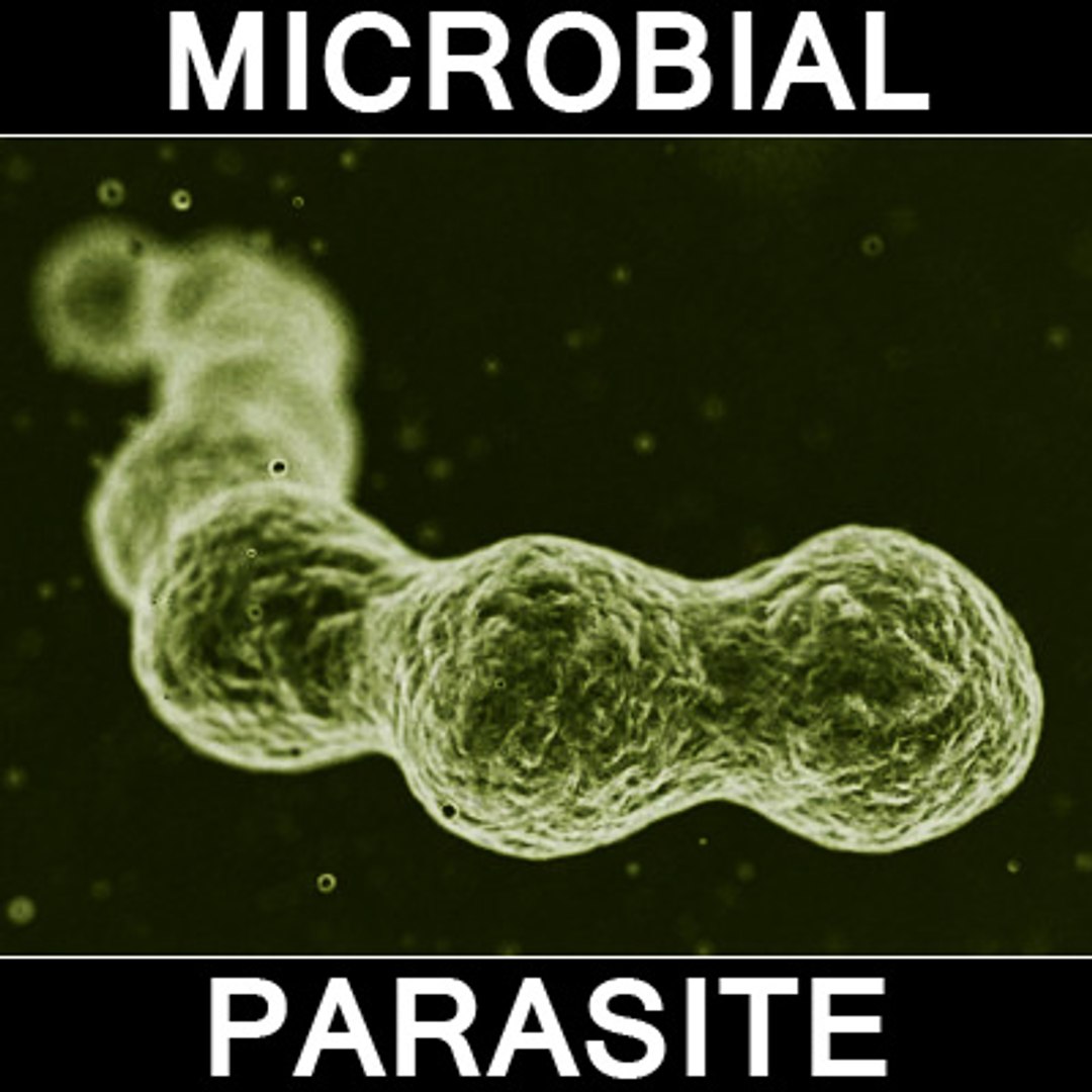 max microscopic parasite 1