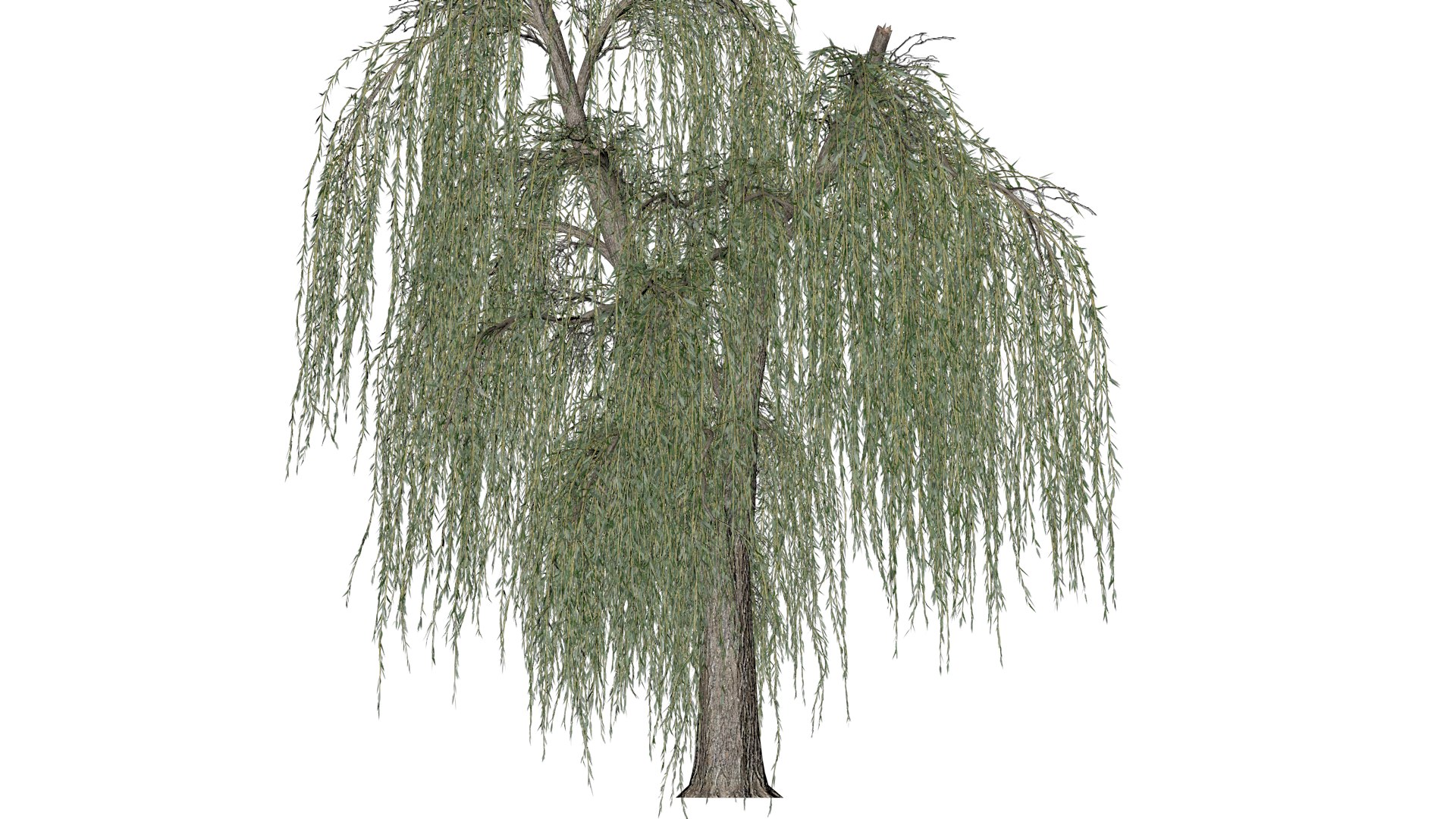 Weeping Willow Tree - 02 - 3D Model - TurboSquid 2377871