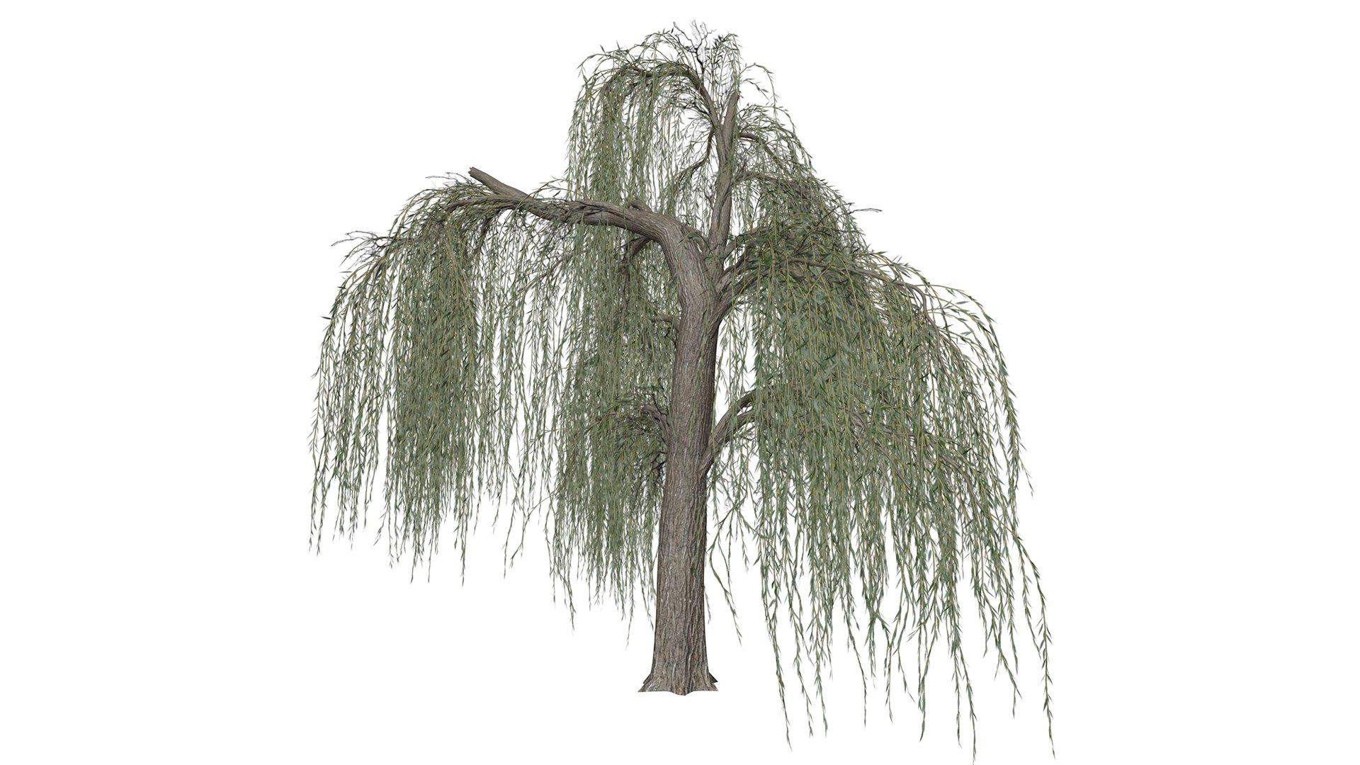 Weeping Willow Tree - 02 - 3D Model - TurboSquid 2377871