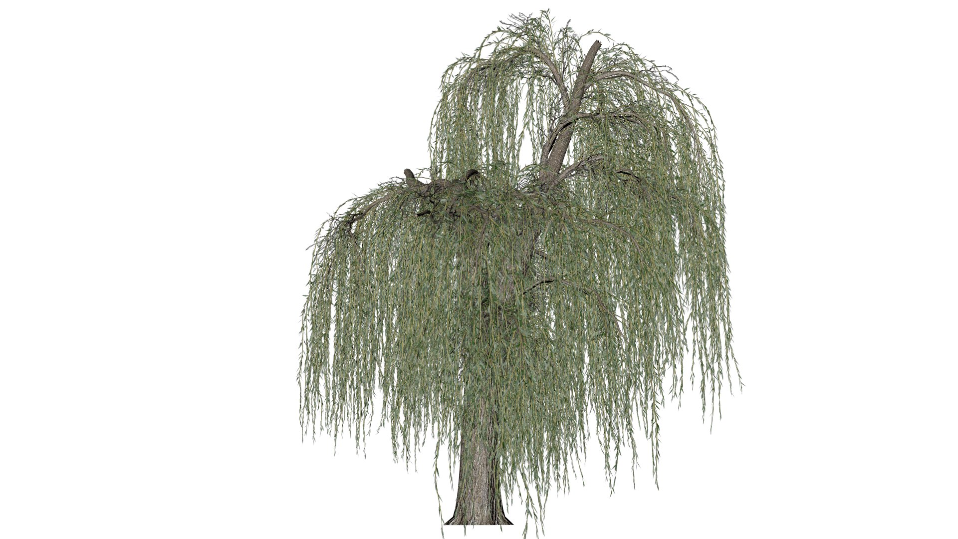 Weeping Willow Tree - 02 - 3D Model - TurboSquid 2377871
