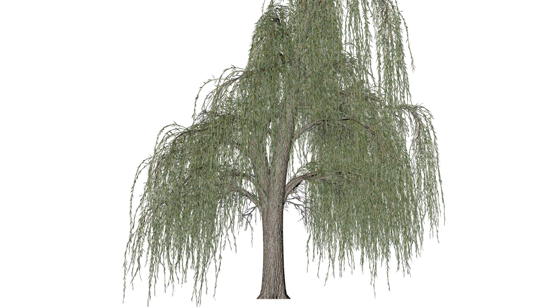 Weeping Willow Tree - 02 - 3D Model - TurboSquid 2377871