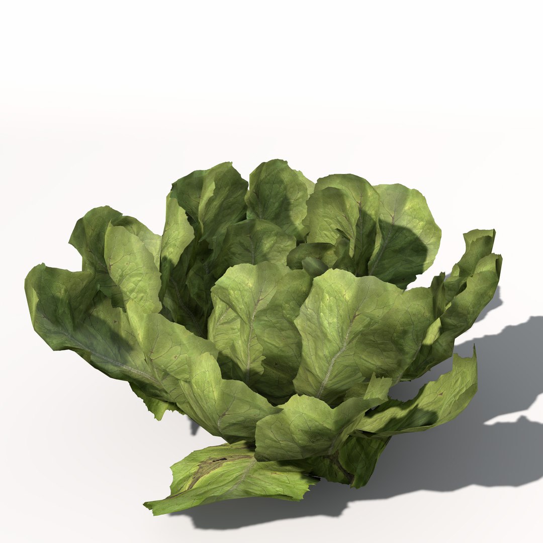 Xfrogplants Lettuce Plant 3d Model