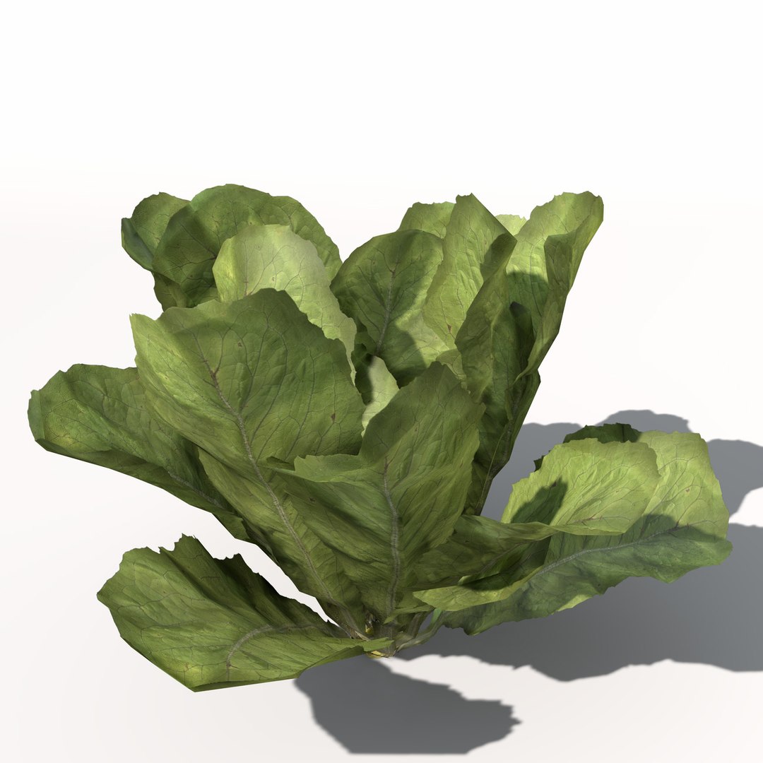 Xfrogplants Lettuce Plant 3d Model