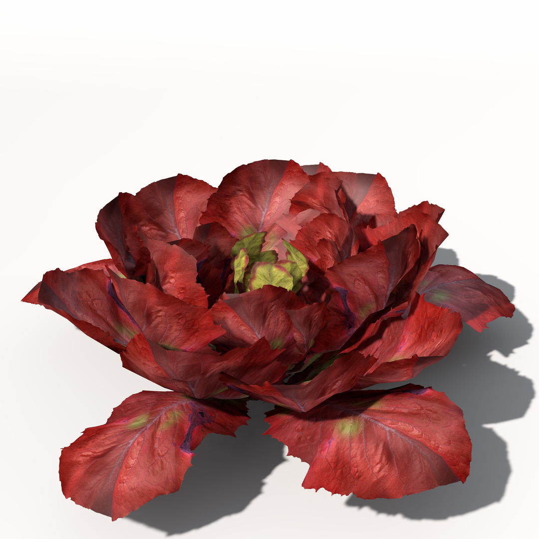 xfrogplants lettuce plant 3d model