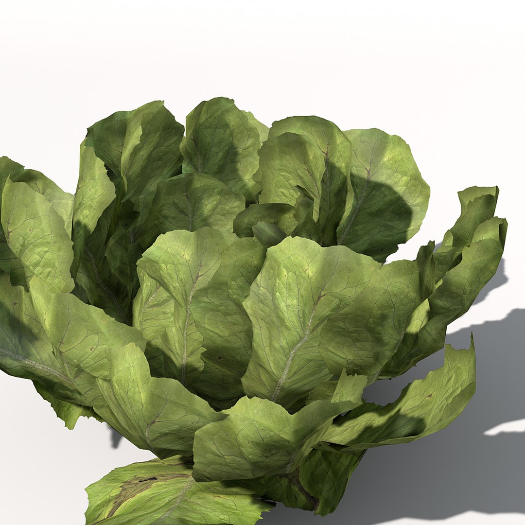 Xfrogplants Lettuce Plant 3d Model