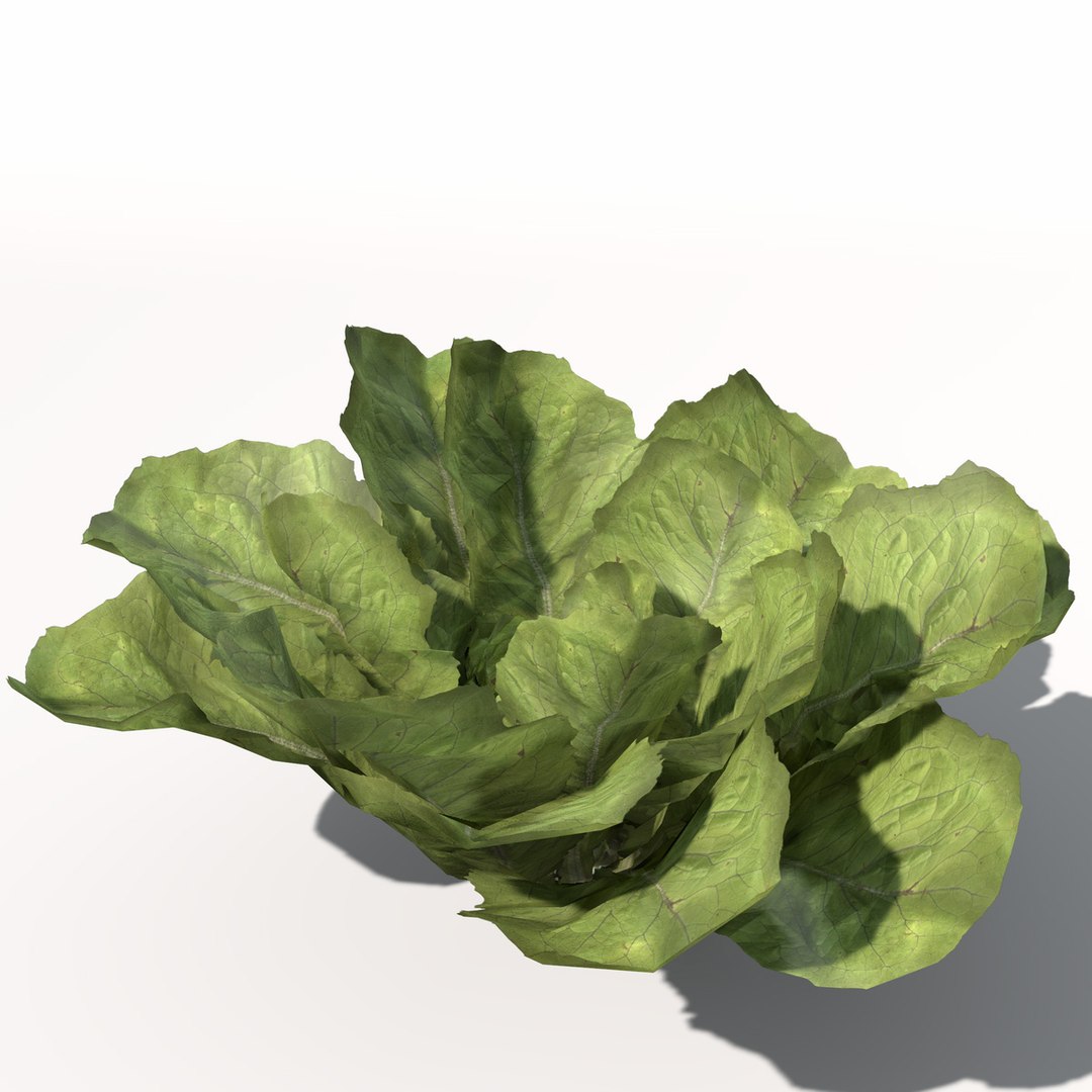 Xfrogplants Lettuce Plant 3d Model